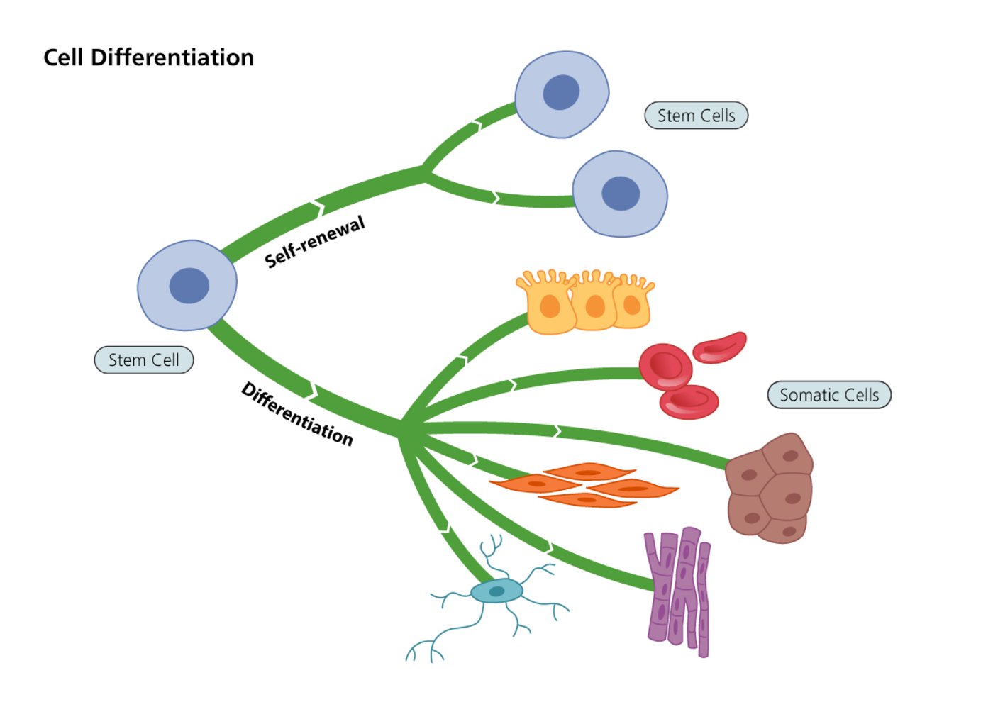 What are stem cells?